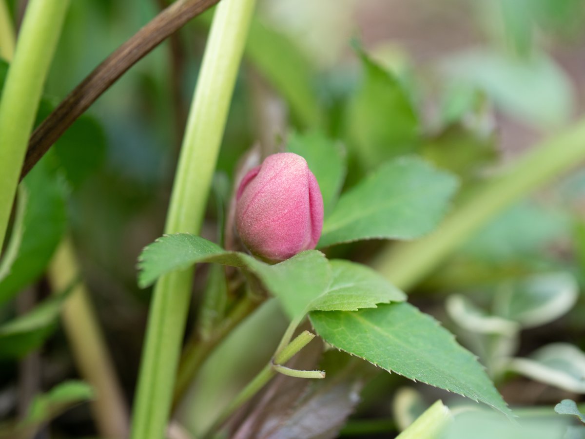 剪定をサボったおかげ（？）で見つけた春・・・クリスマスローズのつぼみ （マイクロフォーサーズが好き）｜コン