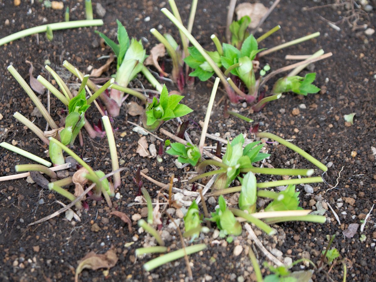 剪定をサボったおかげ（？）で見つけた春・・・クリスマスローズのつぼみ （マイクロフォーサーズが好き）｜コン