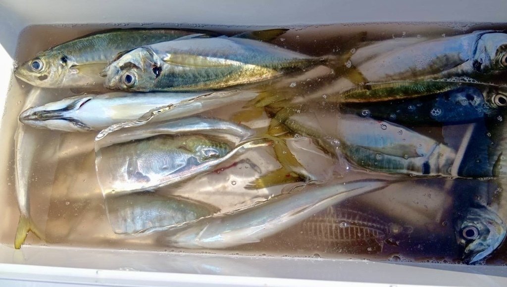 【アジ釣り】30-40cmデカアジ連発、トップ30匹！※強風のため10時に早上がり｜あまさけや丸