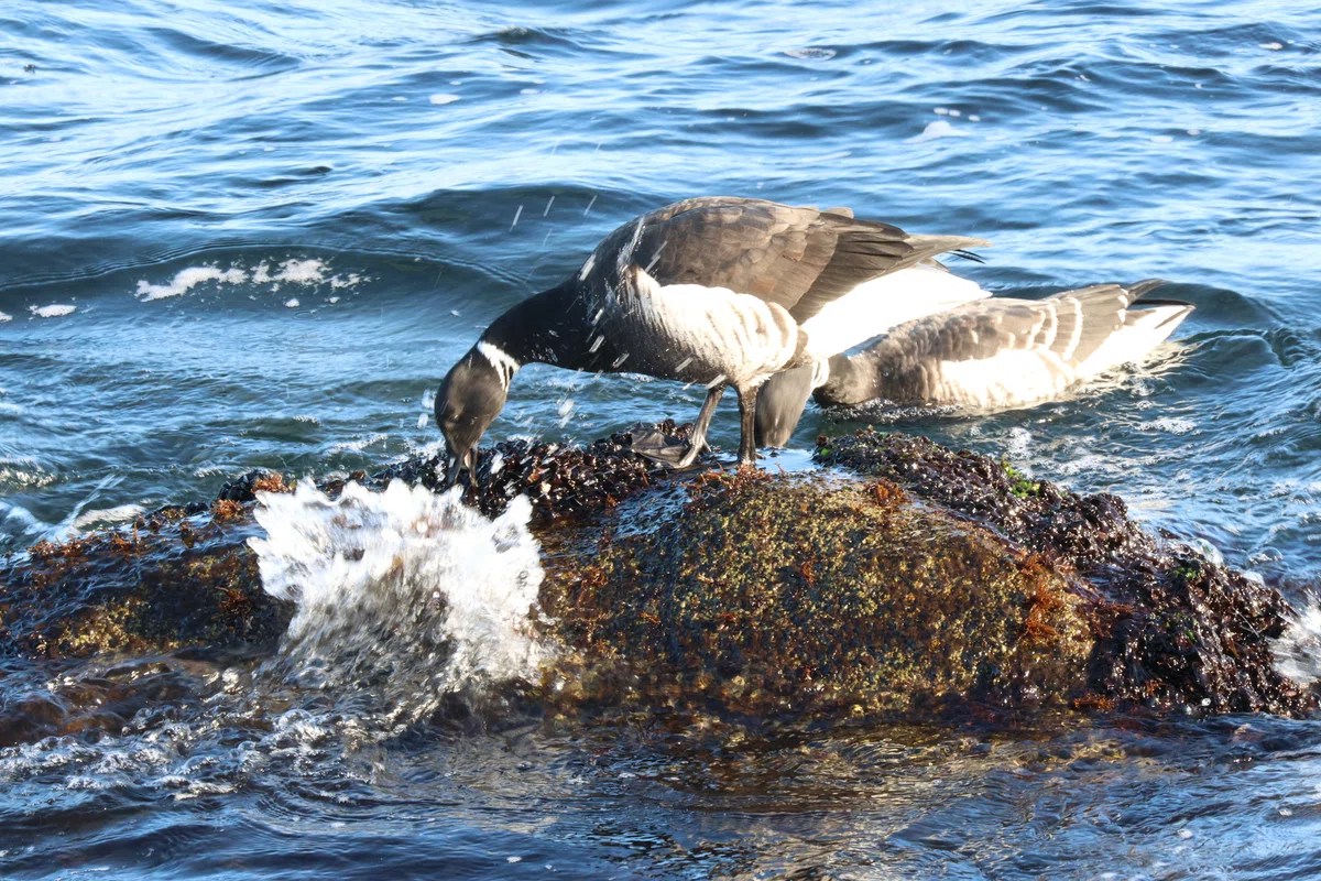 冬の北海道で野鳥の写真撮影｜kimiro