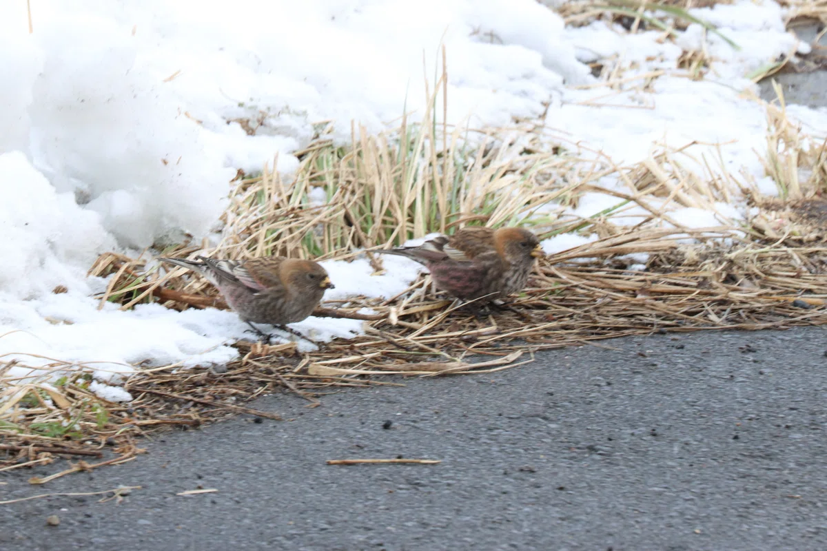 冬の北海道で野鳥の写真撮影｜kimiro
