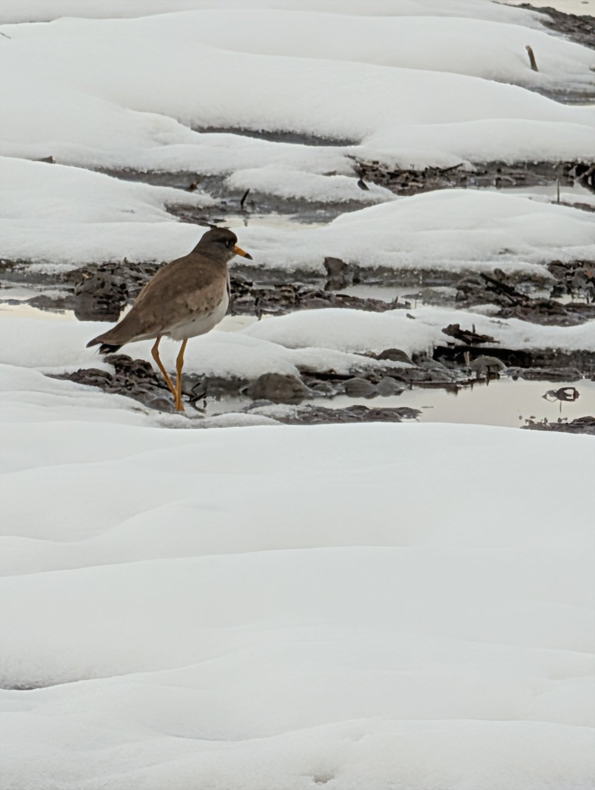 雪どけの田んぼでバードウォッチングしてきました｜annon