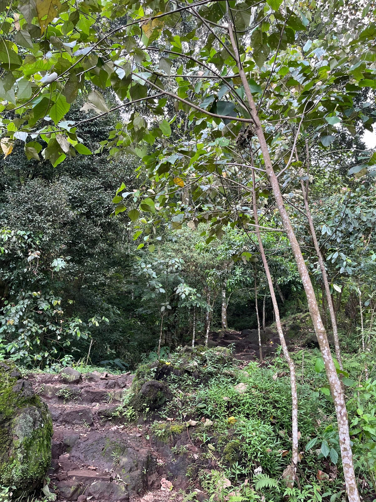 ジャワ山行:短いながらも変化に富んだ1,429mのピークへ｜Linda Aoki