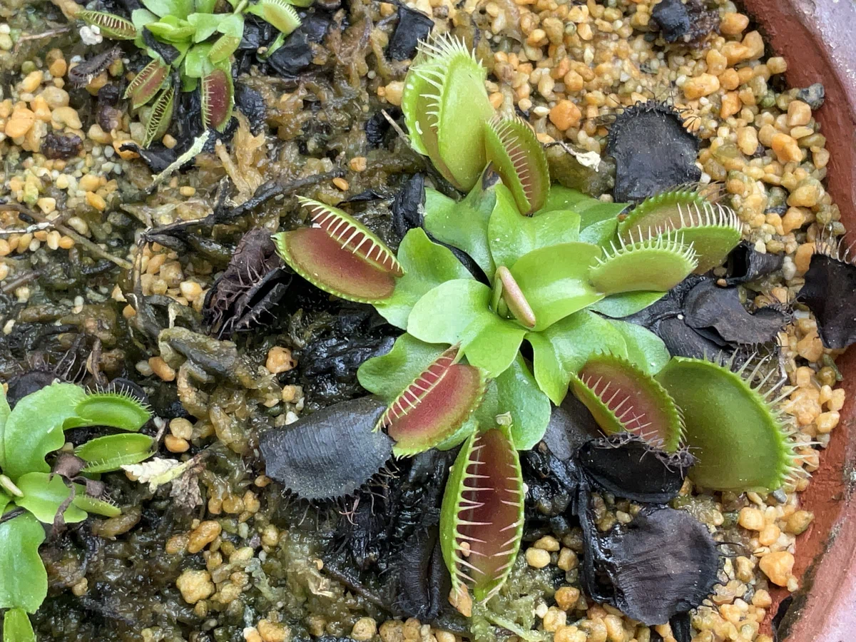 Traps and Evolution of Carnivorous Plants: Observations from the Jungle ...