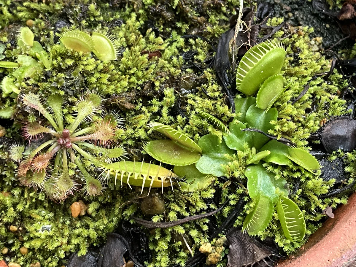 Traps and Evolution of Carnivorous Plants: Observations from the Jungle ...