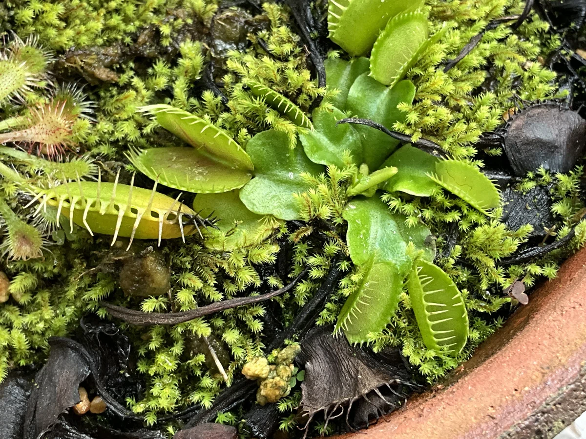 Traps and Evolution of Carnivorous Plants: Observations from the Jungle ...