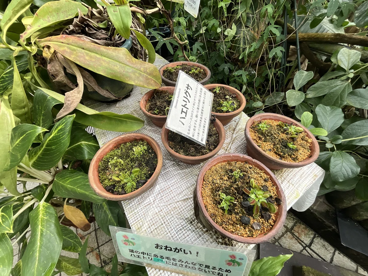 Traps and Evolution of Carnivorous Plants: Observations from the Jungle ...