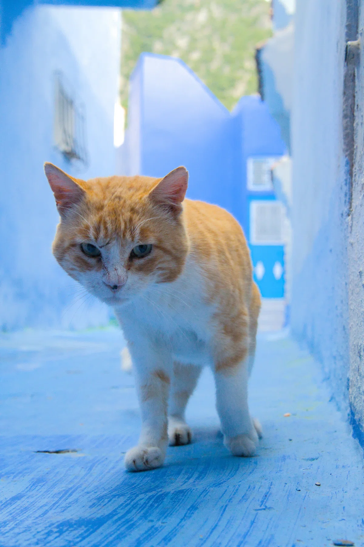 青の街の自由気ままな猫たち（モロッコ シャウエンにて）｜shunki | ちょうど写真の沼にいます