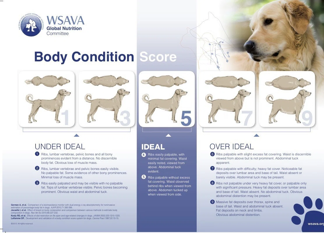 Is My Dog or Cat Overweight? How to Tell and How to Check Their Body ...