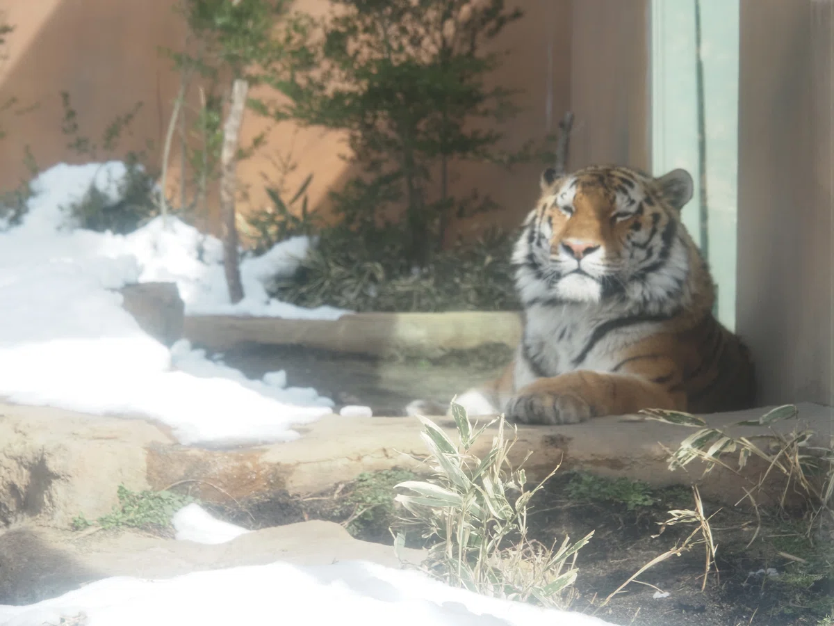 Cat lovers should go to Nasu Animal Kingdom｜的射まくり