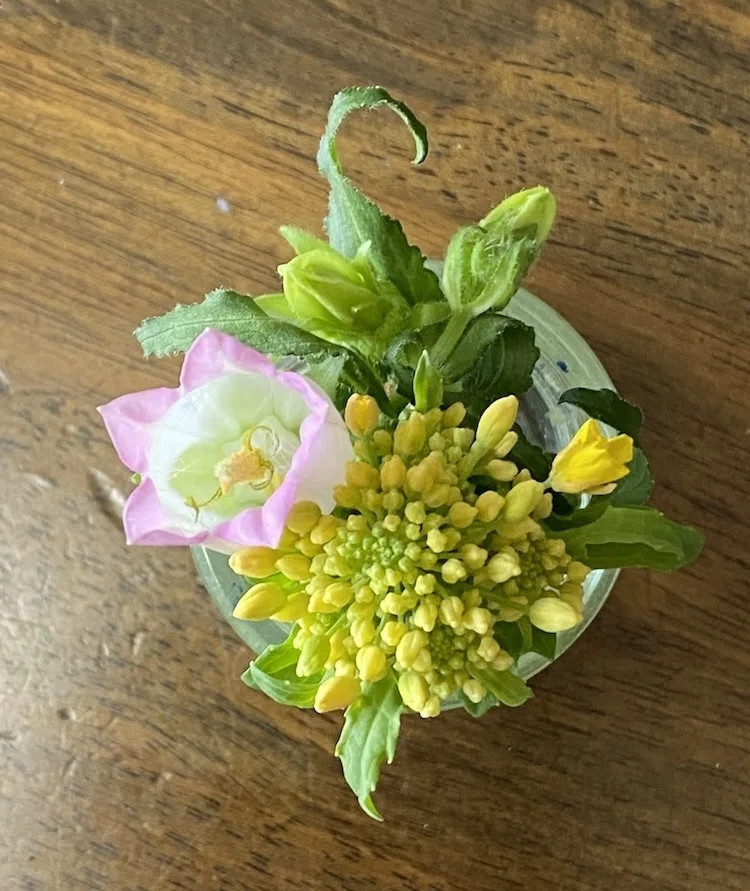 【3月16日】 ちょっと前の話 〜冷蔵庫に咲く菜の花に憩う〜｜あとりえOPATO川野ヒロミ