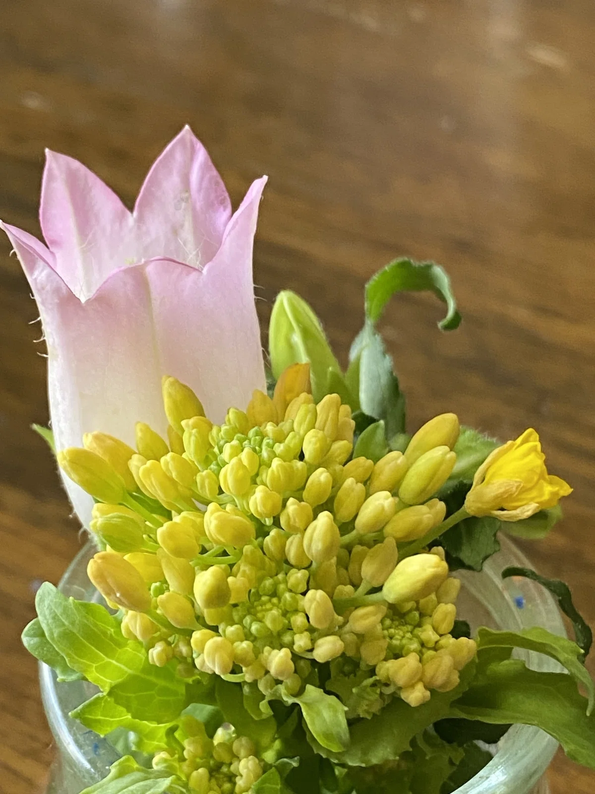 【3月16日】 ちょっと前の話 〜冷蔵庫に咲く菜の花に憩う〜｜あとりえOPATO川野ヒロミ