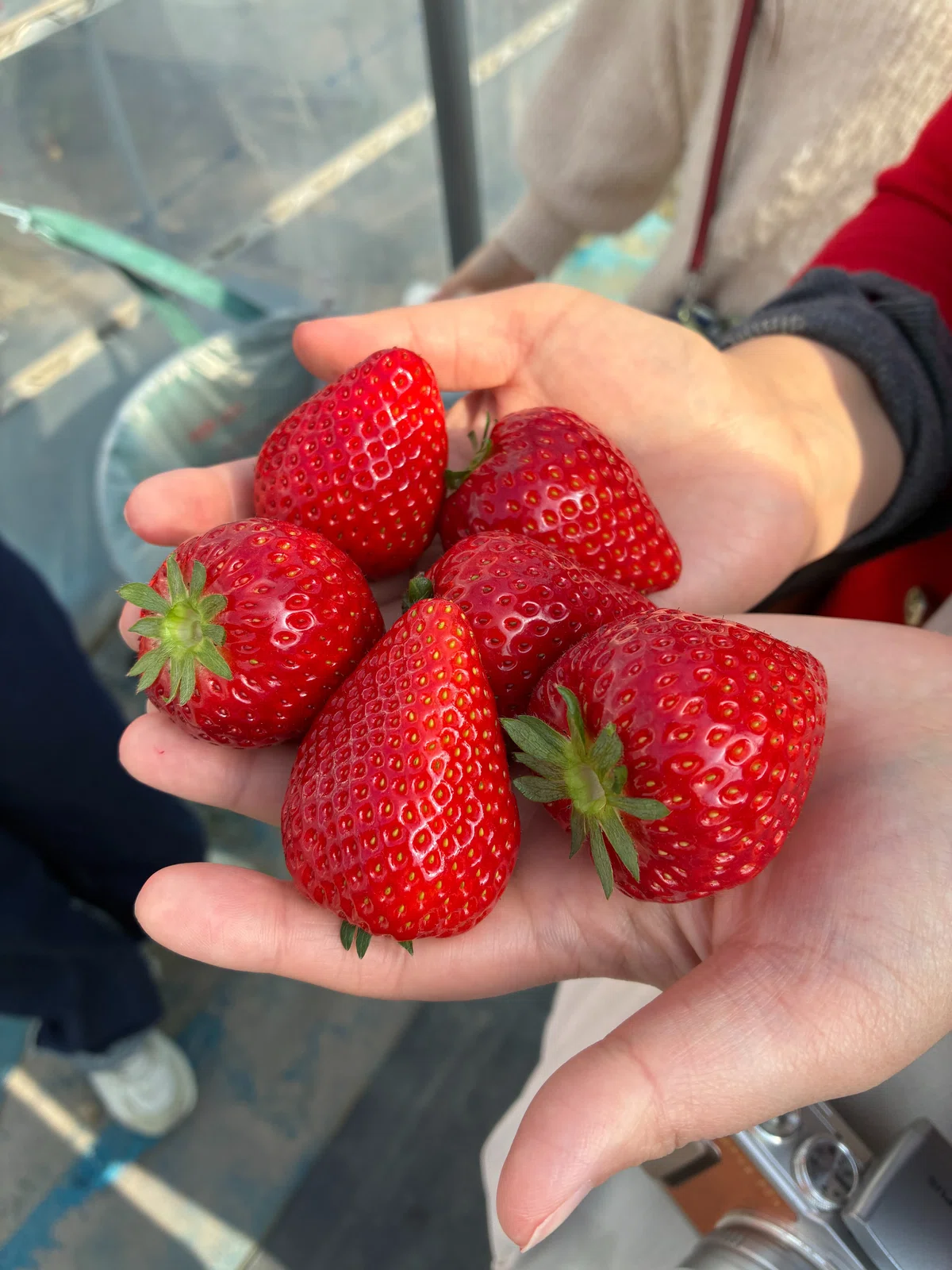 広告会社が、あえて今「リアルな交流」にこだわる理由。春のバスツアーを開催！🍓🍇｜株式会社TVC 採用公式note
