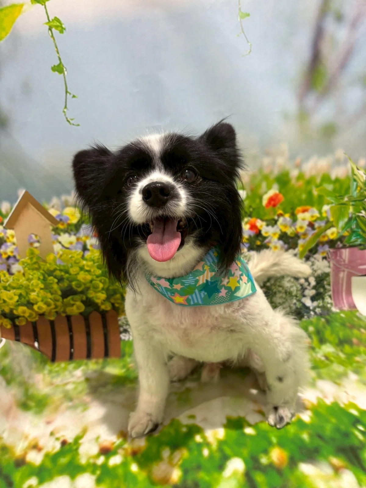 Pollo Agentとは？ペット動画を作ってみた｜パピヨンが別犬になった原因と解決法|AI活用|生成AI|動画生成AI|Pollo AI ...