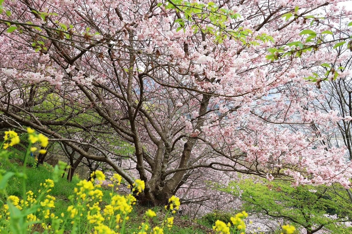 今年最後の！河津桜,菜の花,メジロ(写真)2026年3月13日 松田山｜Peter November