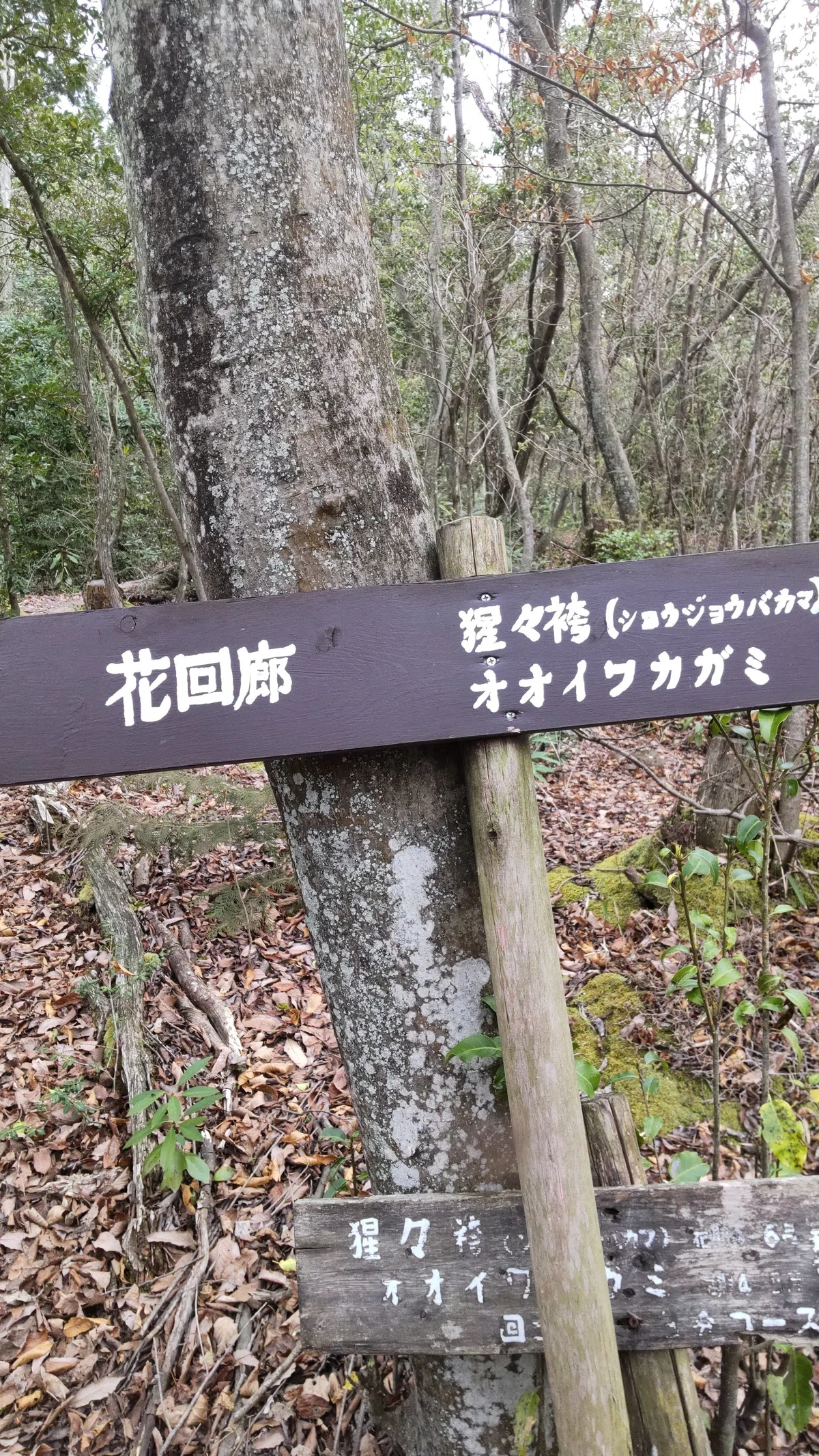 Hiking Mount Hachiman: Showjōbakama｜街中 古民家 一人暮らしの hiko