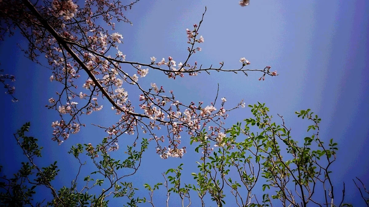 花見｜Garden Labo 花園
