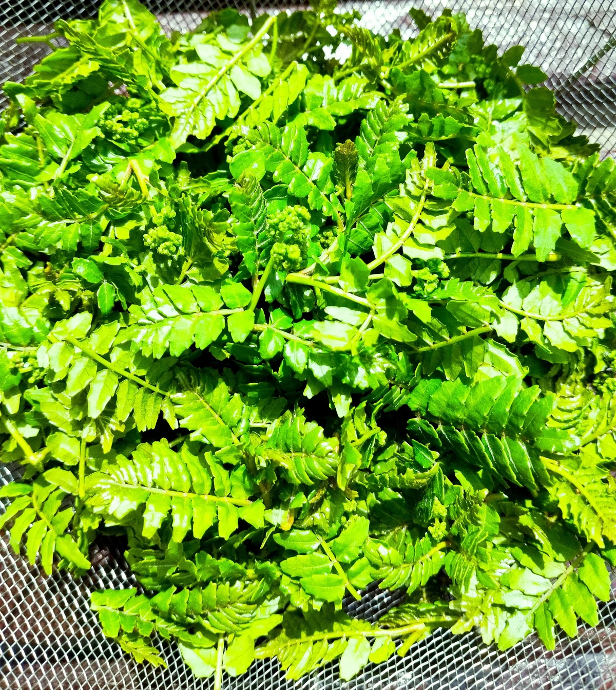 Not weeds, but a spring feast. A small gift from the garden [Pesticide ...
