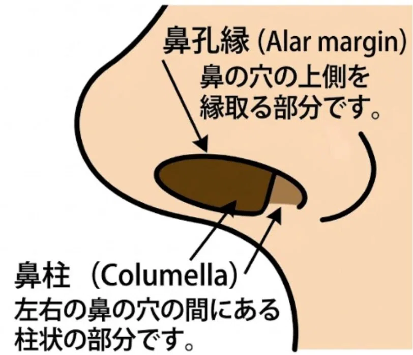 「鼻の穴が目立つ」を6タイプに分類｜原因別・適応術式の考え方｜MAe Clinic【公式】