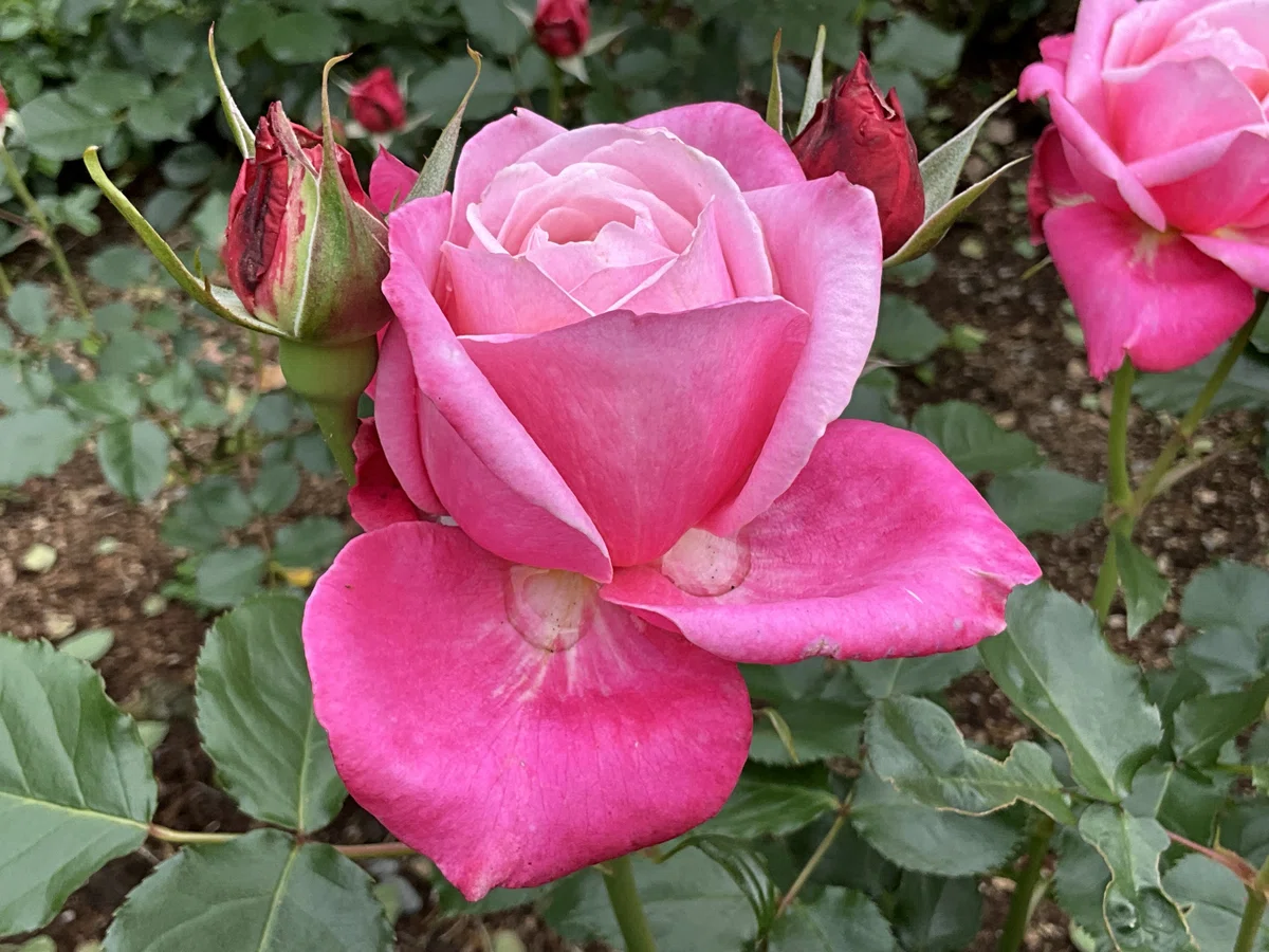 Princess Chichibu (Kyoto Botanical Gardens): May 6, 2026 (Wed)｜藤井秀昭 ...