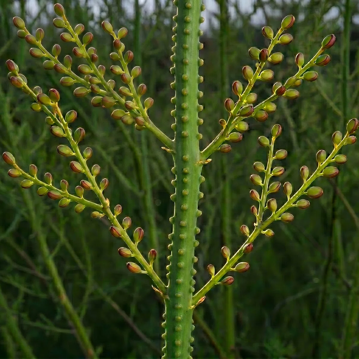 おおむかしの植物たち（デボン紀前期）｜夢見るムスタファ