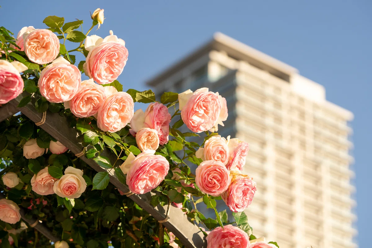 A Bouquet for You: On Mother's Day｜hana