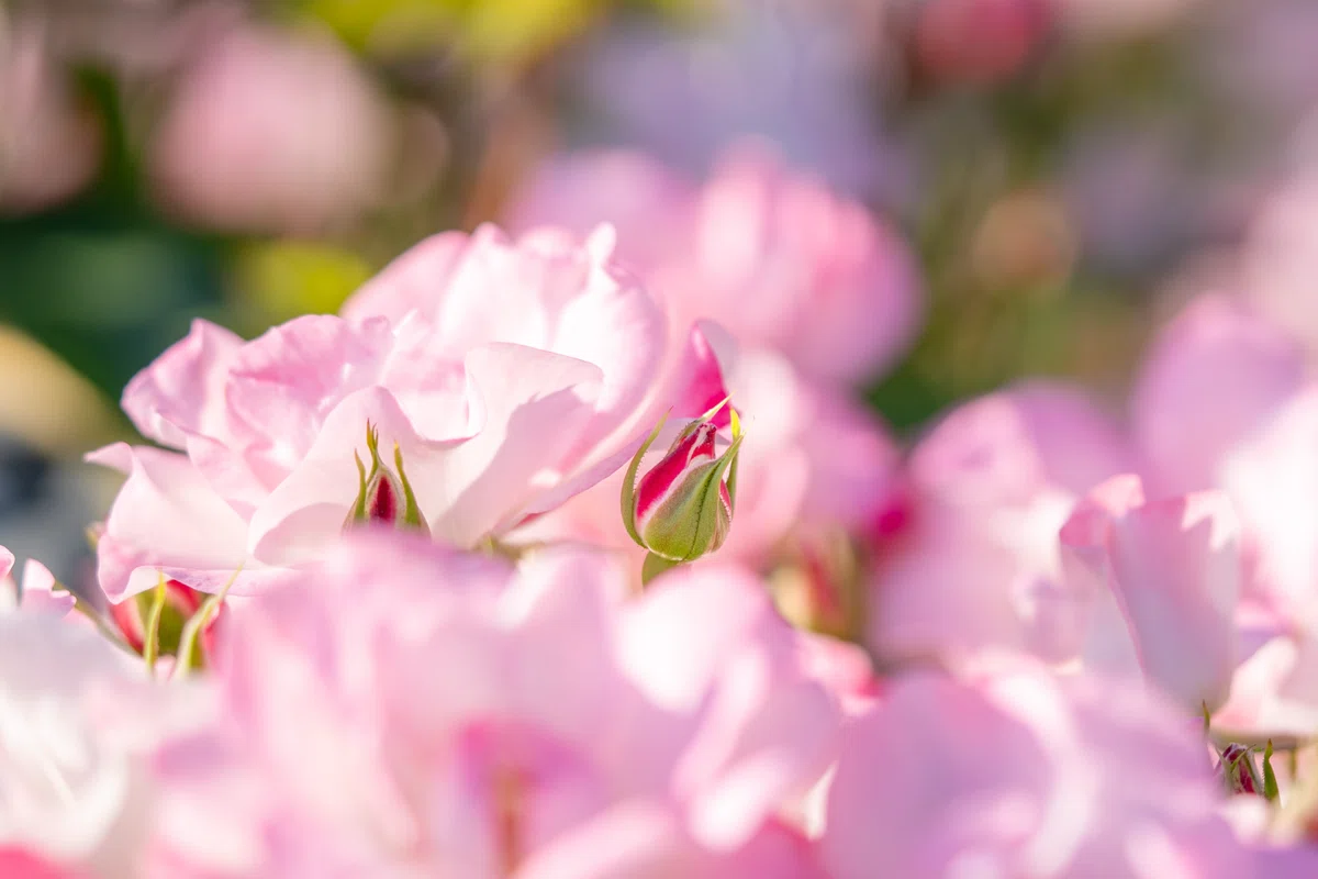 A Bouquet for You: On Mother's Day｜hana