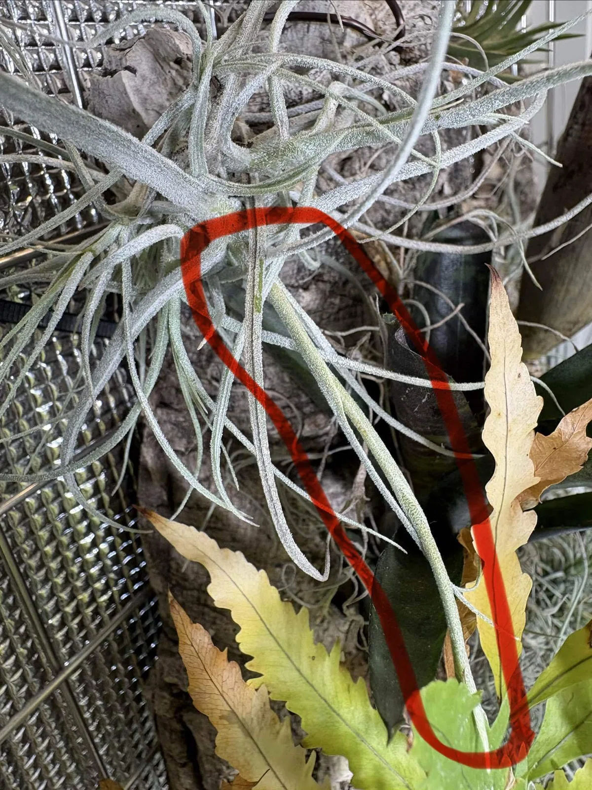 Two Fragrant Air Plants: Flowers of Tillandsia caerulea and Usneoides ...