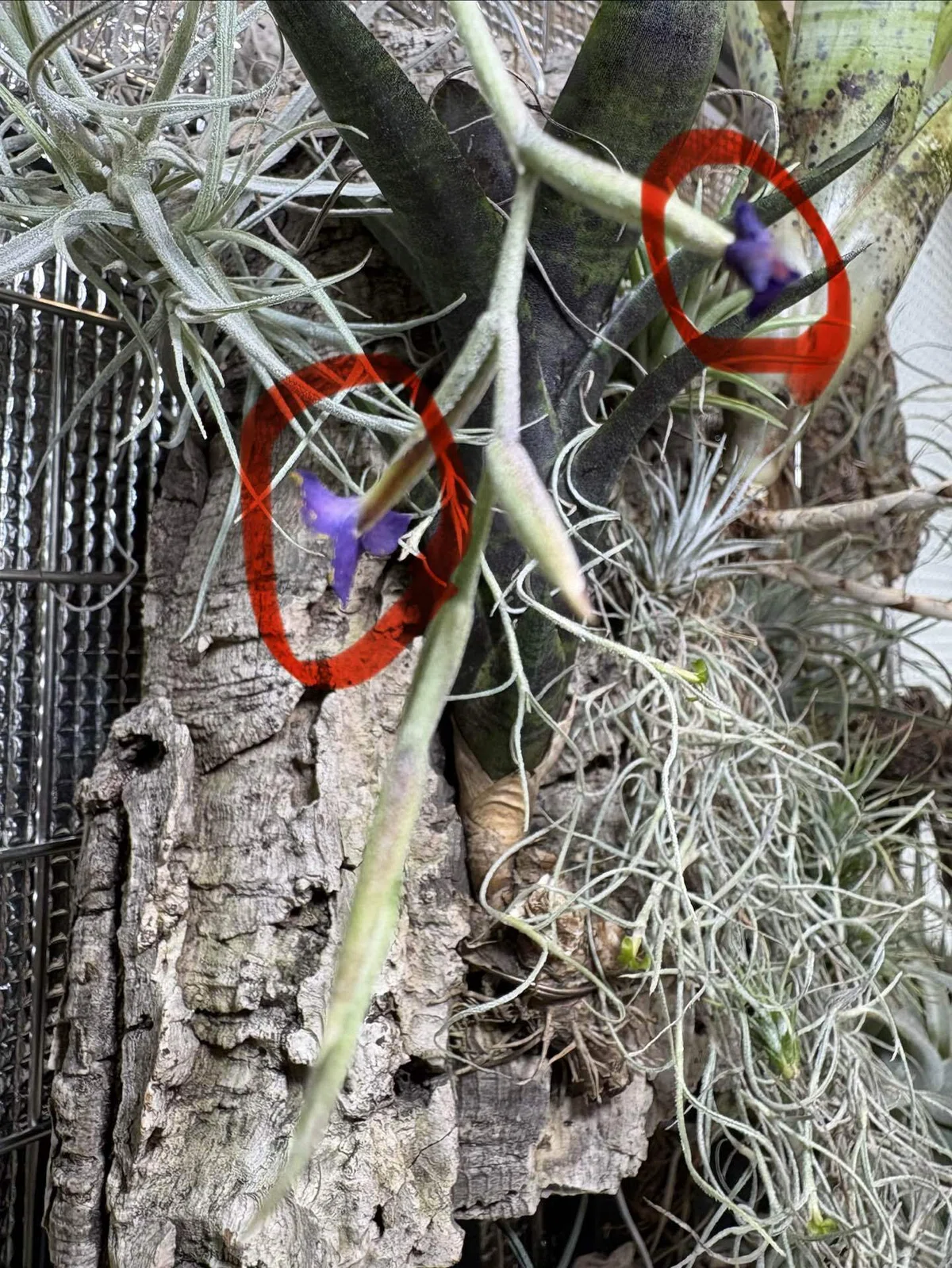 Two Fragrant Air Plants: Flowers of Tillandsia caerulea and Usneoides ...