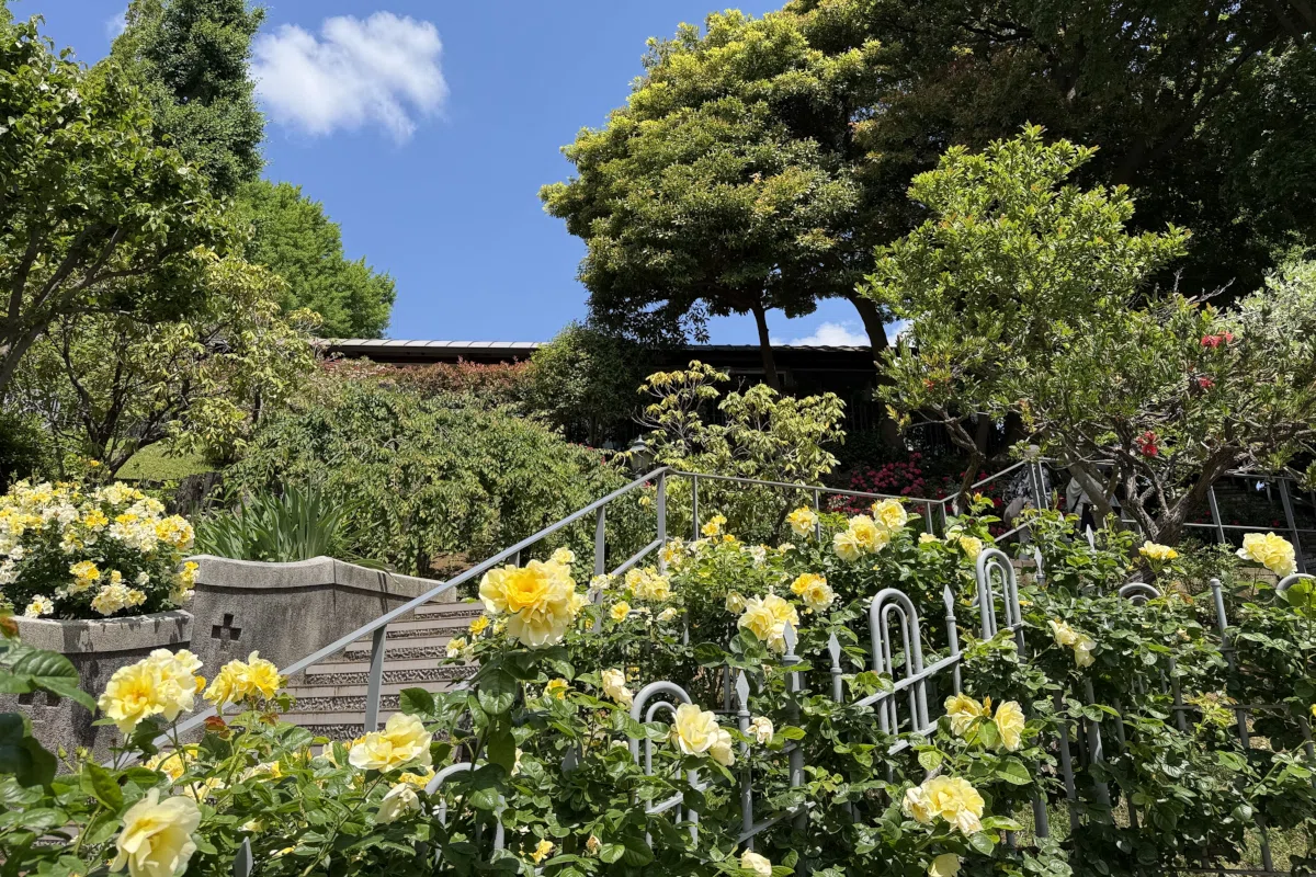 My heart returns to being a young girl. Surrounded by spring roses at ...