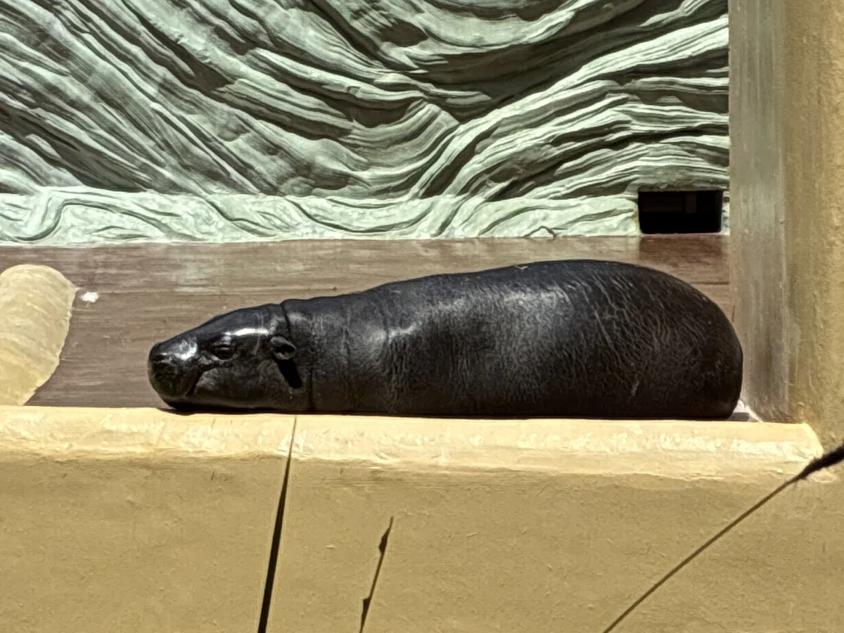 上野動物園｜千葉県立東葛飾中学校公式note
