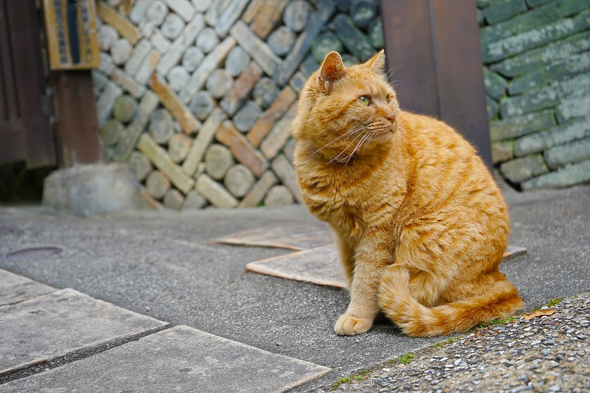 To Aichi/Seto's "Kamagaki no Komichi" | A Nostalgic Walking Path Where ...