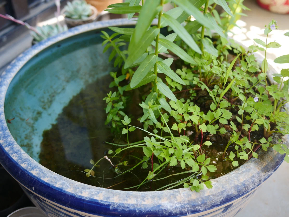 May 2026 Biotope | Invasive Species Appearing｜note ワタナベ