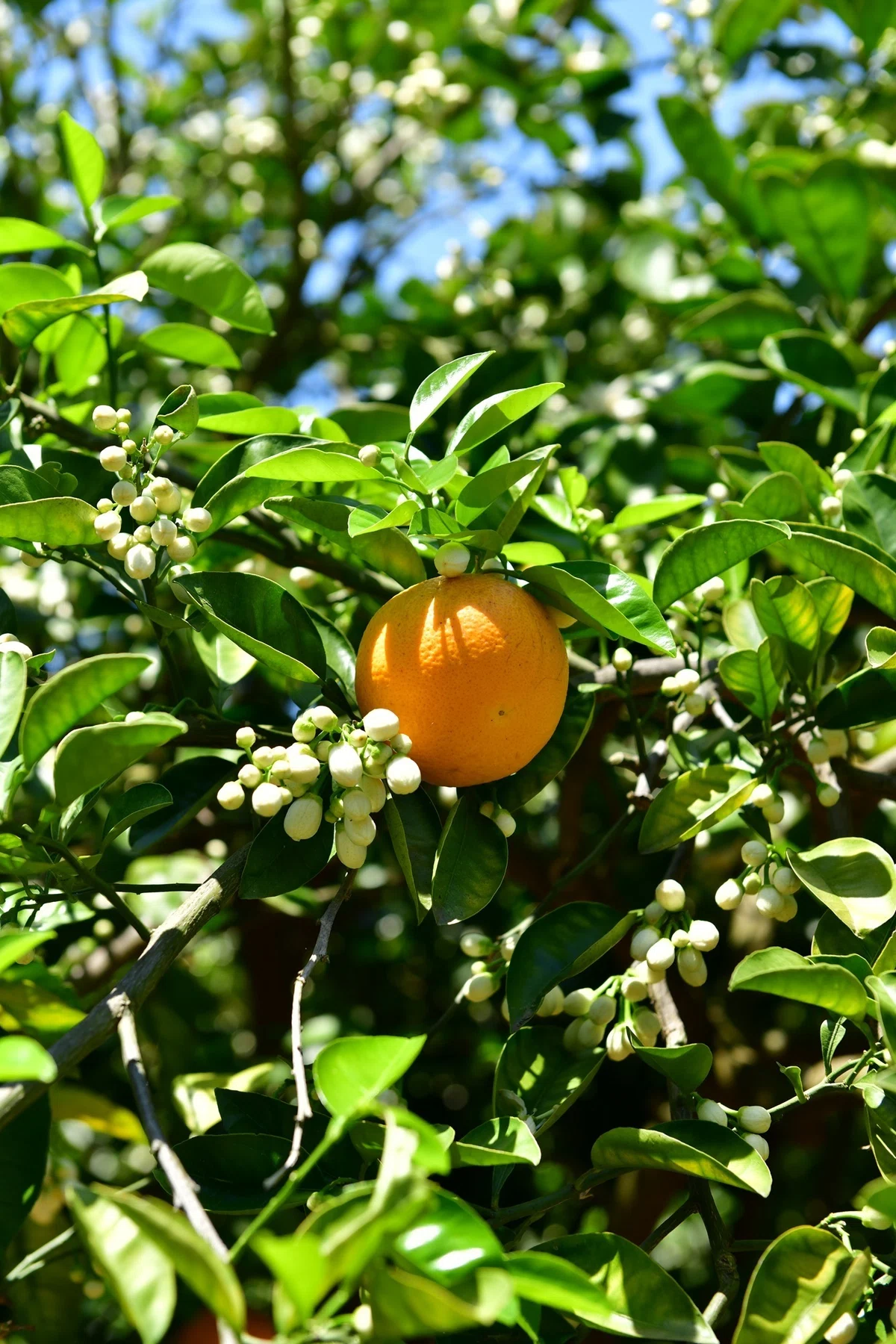 Hunting the Scent of Citrus Blossoms｜村上宏治