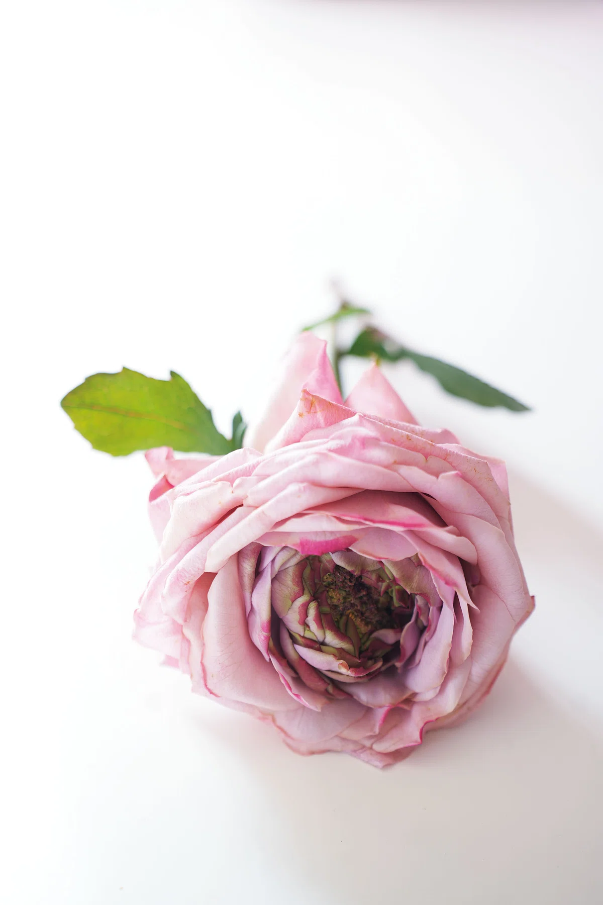 [A Must-See for Rose Lovers] What a single rose can teach us. An ...