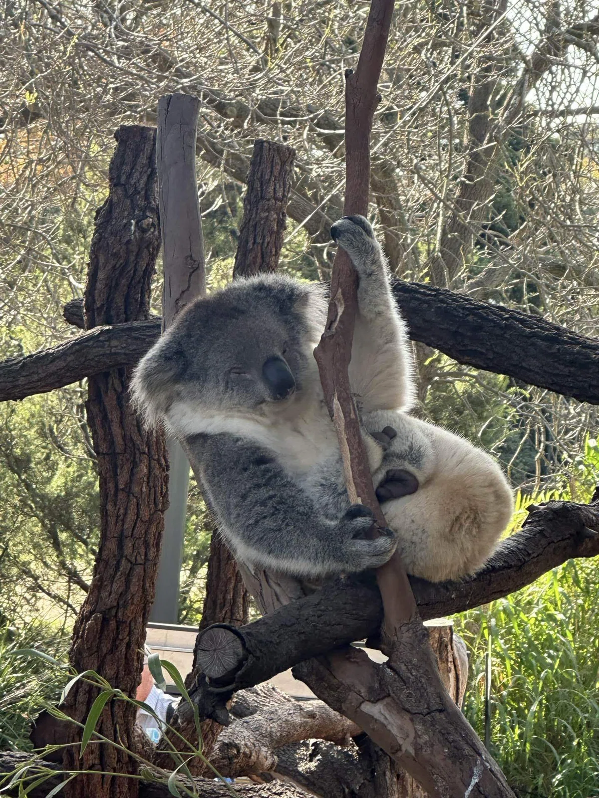 🐨 Melbourne Sightseeing with Kids: Visiting Melbourne Zoo to Meet "That ...