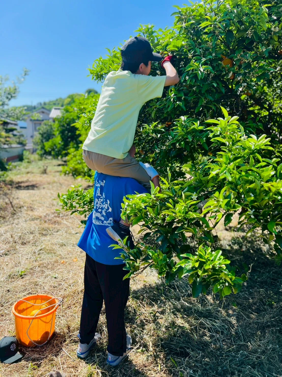 のどかな島の新しい表情🍊｜三原市地域おこし協力隊 こうもと ゆり