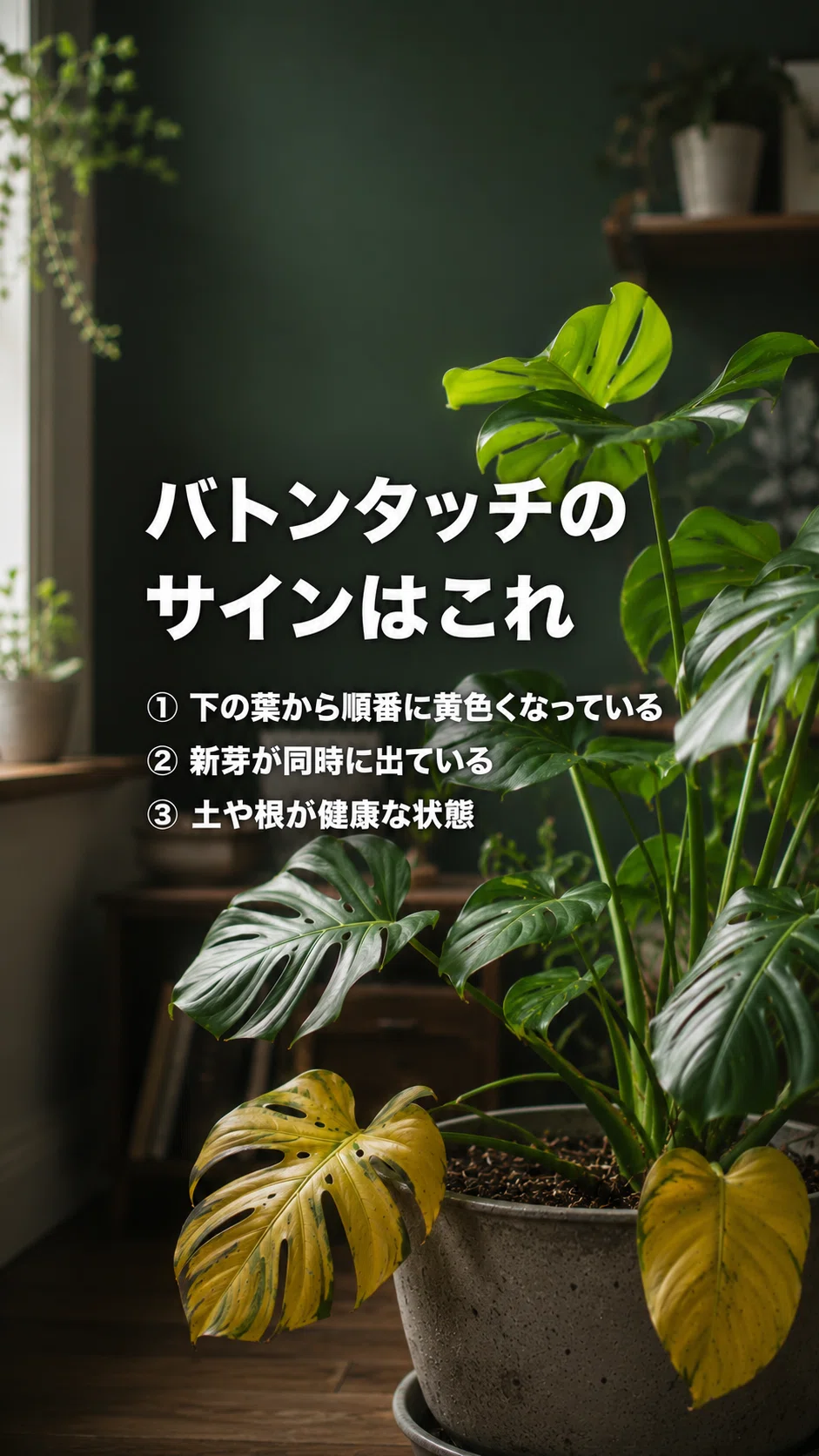Those lower leaves, could it be a baton pass? Why plants let go of ...