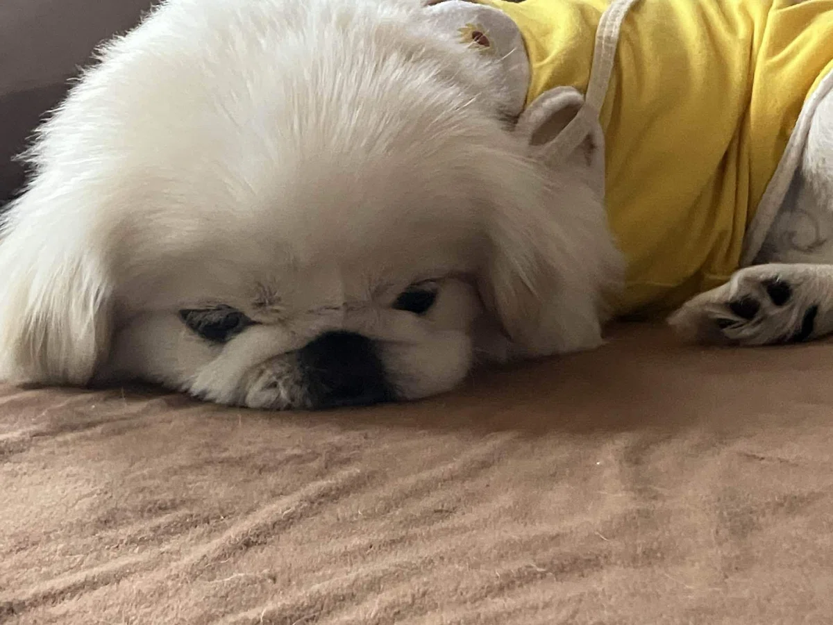 ミルクの話 ⑱ わんこ女子も大変です😣!! ツノだって立て髪だって生えますてぇ~😩 お察しを~😌 わんこのヒートはビックリするほど長かった😨💧 ...