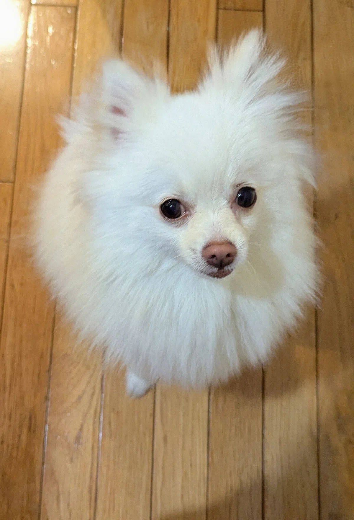 noteの街のセラピー犬。【愛犬編】愛犬の表情を読む力がほしいなあ。7｜Luna_Pome