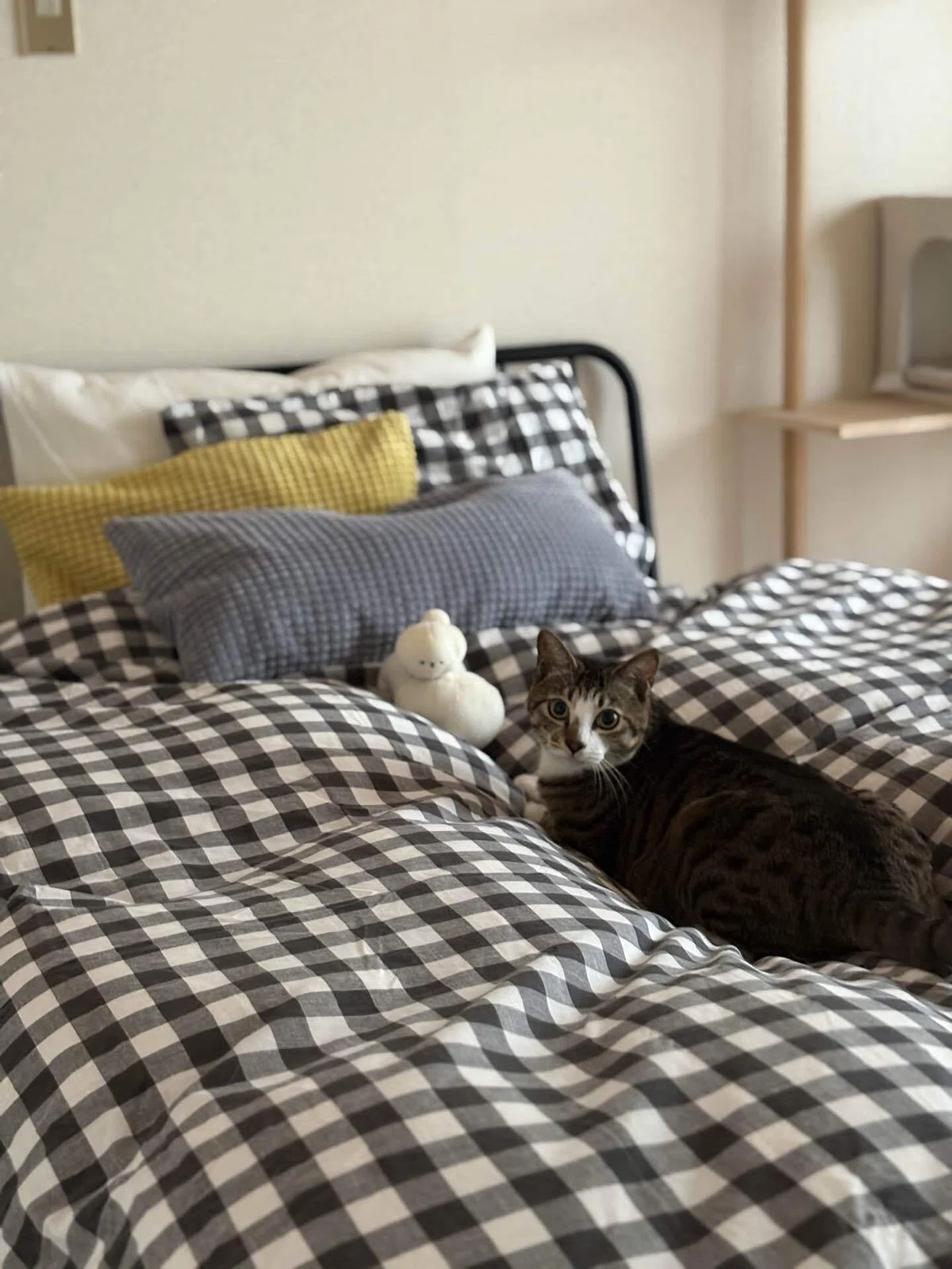 生活を整える｜猫と2年暮らして本当に買ってよかった猫グッズ｜オトト