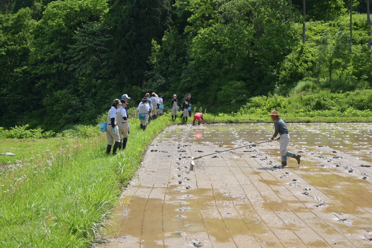 Re：田植え｜実践女子大学 地域・生活文化ゼミ(須賀ゼミ)