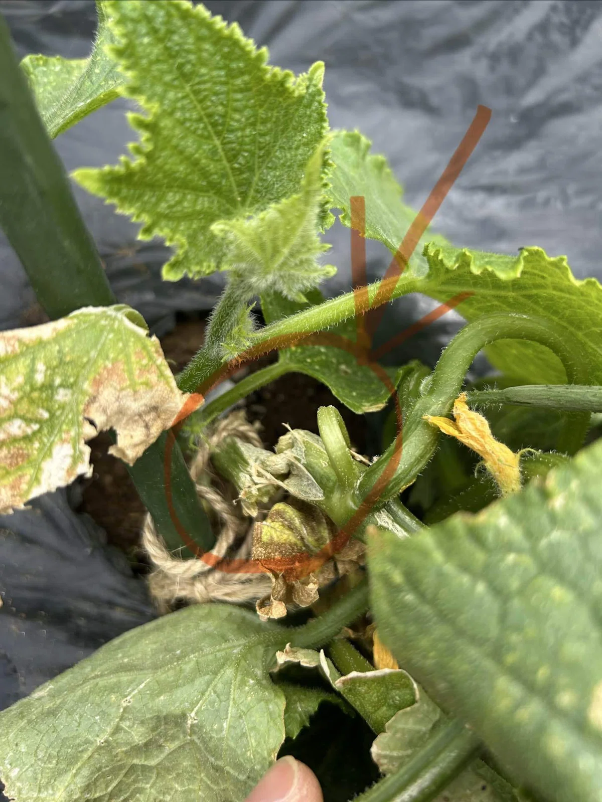夏野菜植え付けから4週間｜Rakkasei