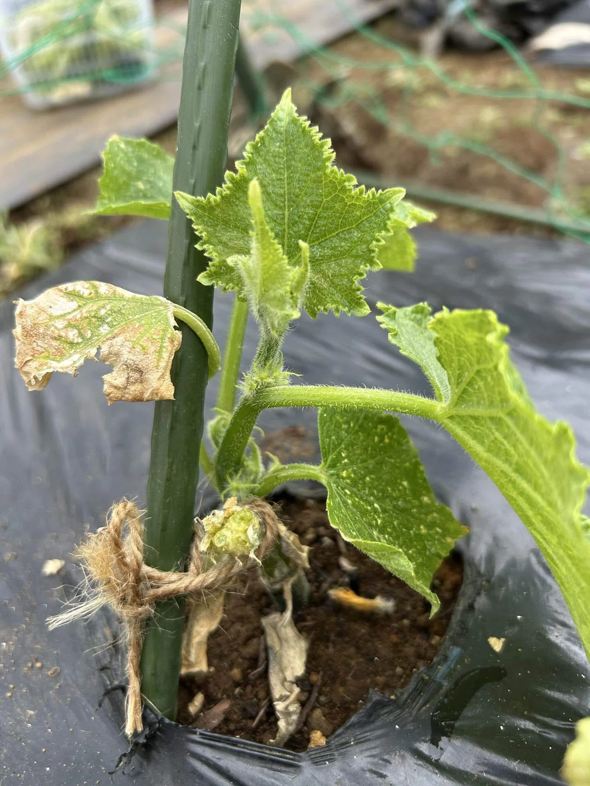 夏野菜植え付けから4週間｜Rakkasei