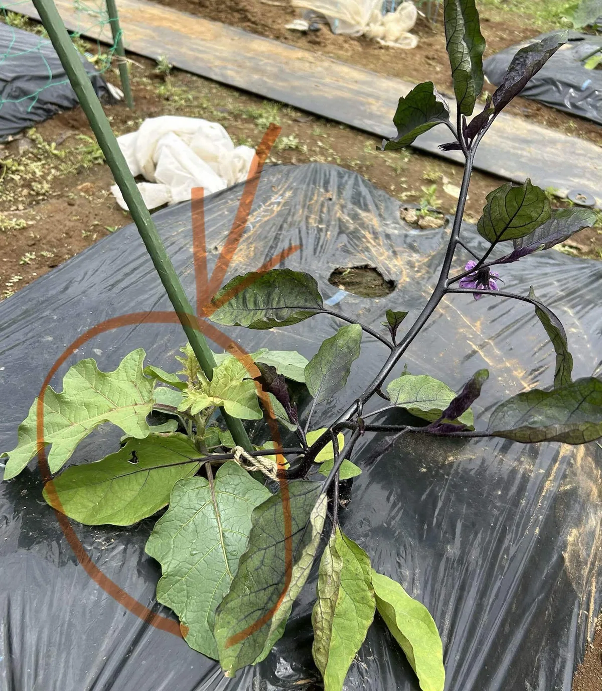夏野菜植え付けから4週間｜Rakkasei