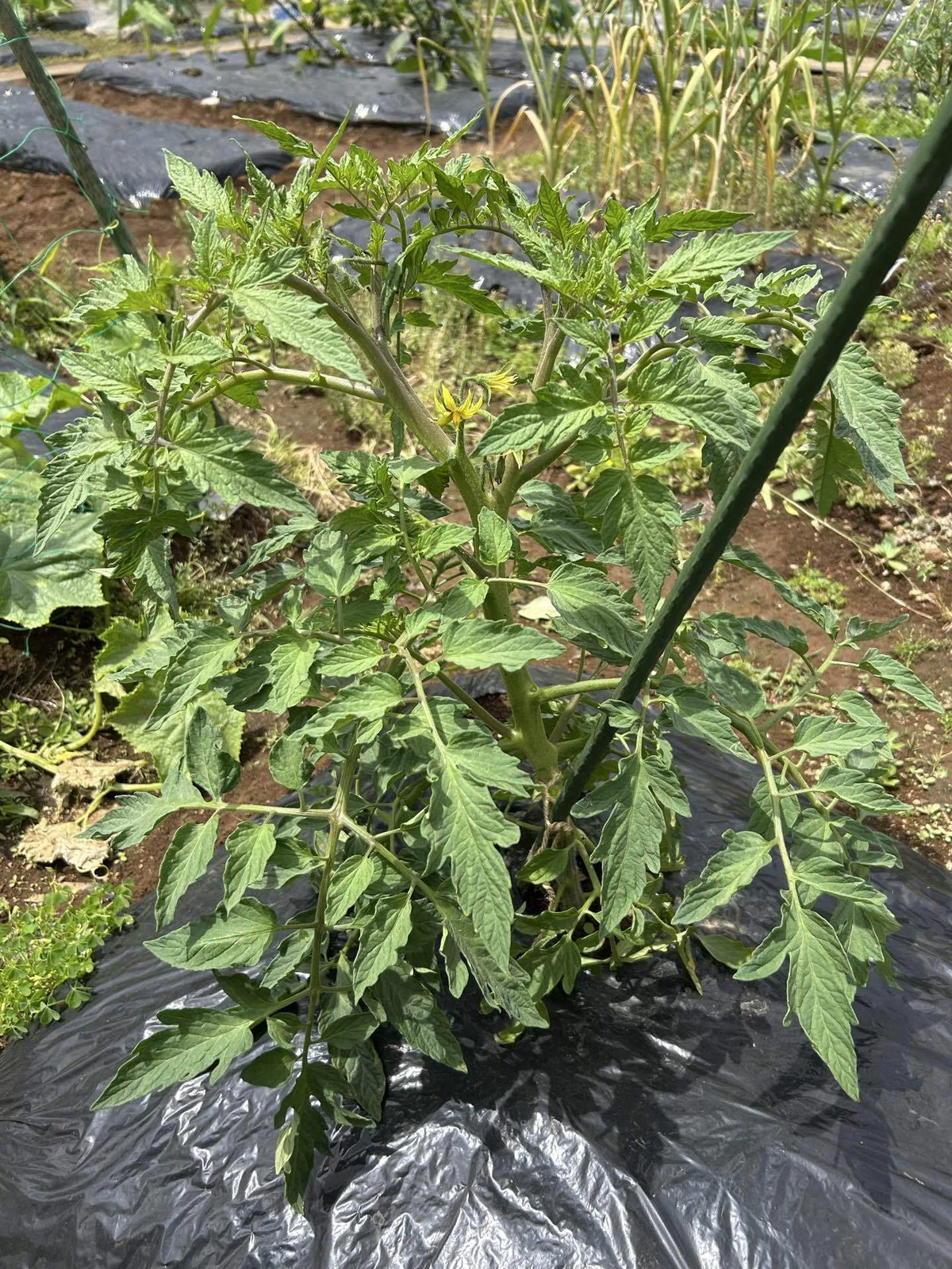 夏野菜植え付けから4週間｜Rakkasei