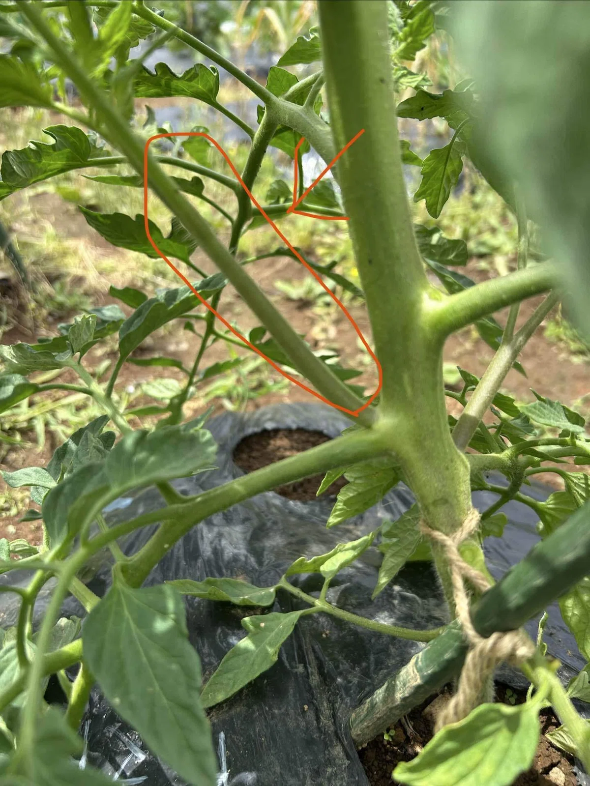 夏野菜植え付けから4週間｜Rakkasei