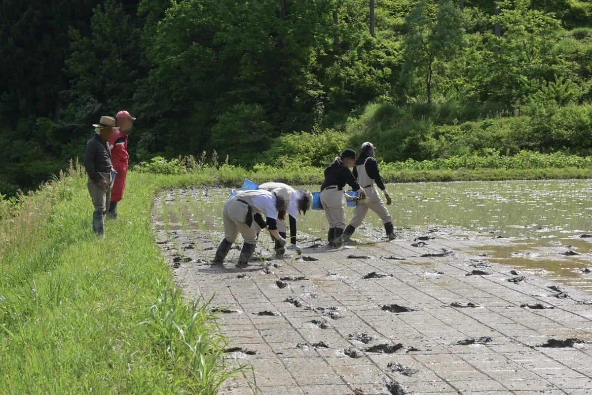 Re：田植え｜実践女子大学 地域・生活文化ゼミ(須賀ゼミ)