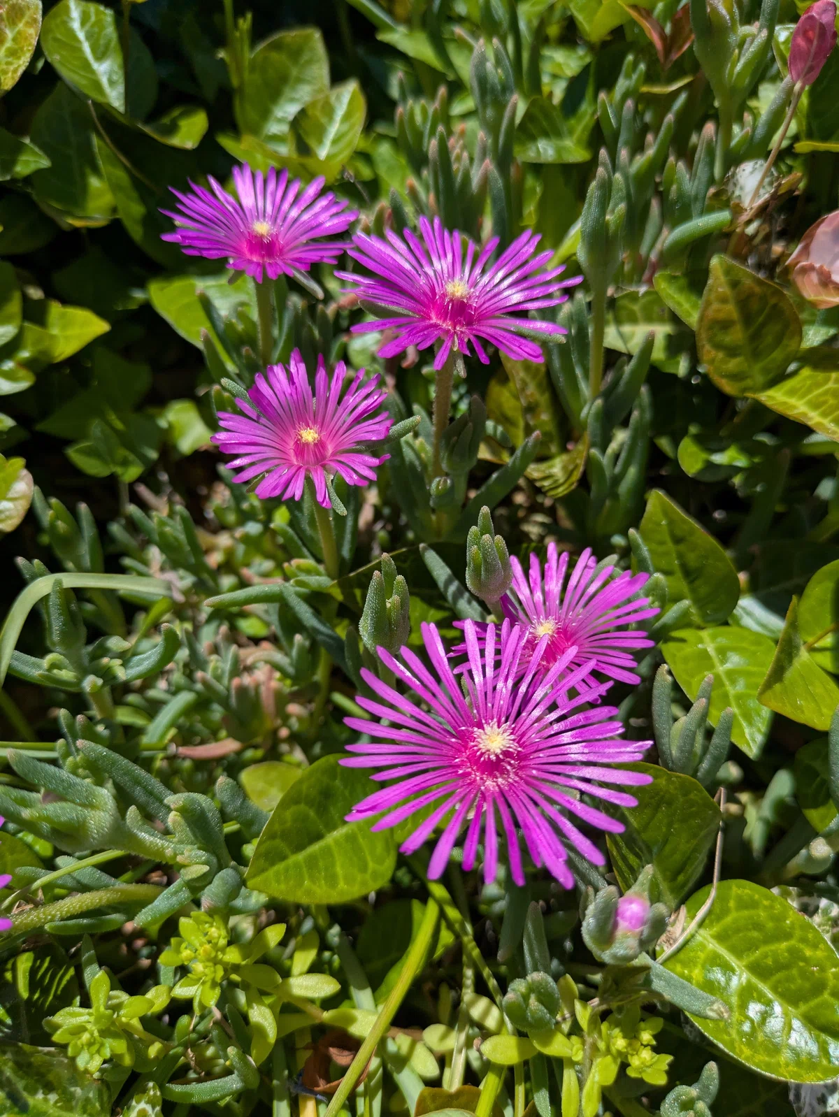 Hardy perennials with vibrant flowers that color the garden｜きょんた