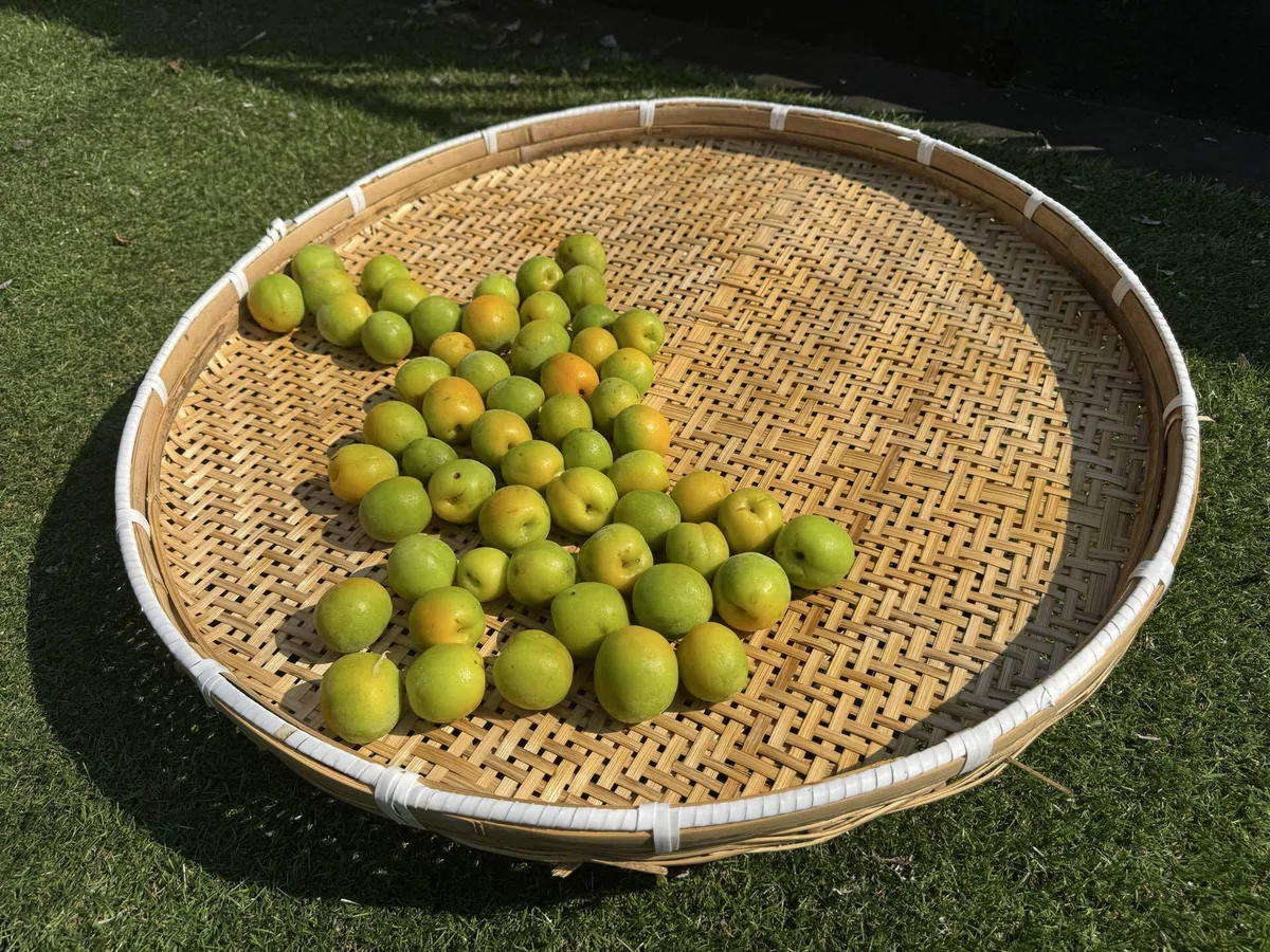 Plum work in the garden is work that creates family memories: A life ...